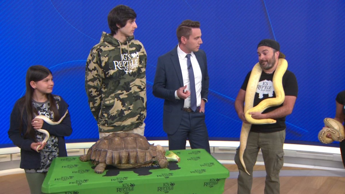 JG’s Reptile Road Show visits NBC 5 with snakes, tarantulas and more ...