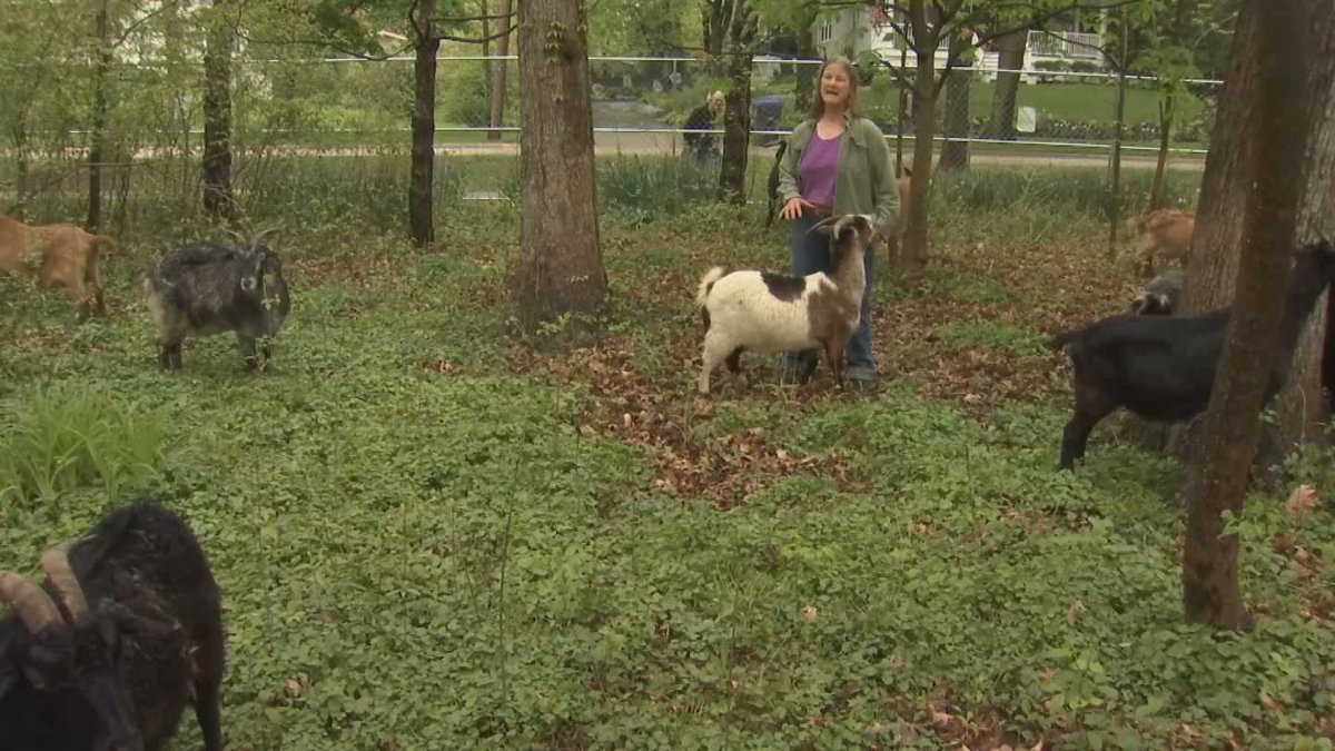 Suburban Glencoe welcomes heard of goats at local park – NBC Chicago