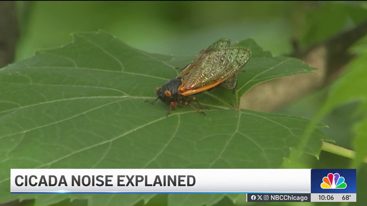 How long will the cicada noise last? Here’s when it could subside – NBC ...