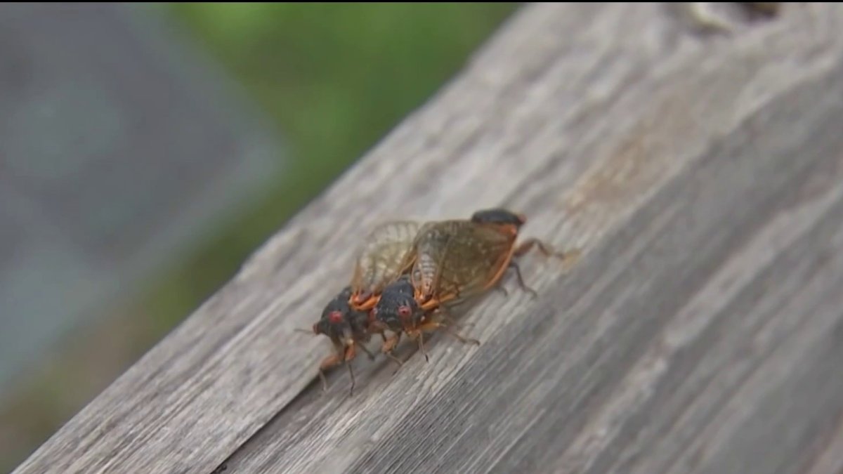 Cicada noise explained: suburb invasion with ear-splitting buzz – NBC ...