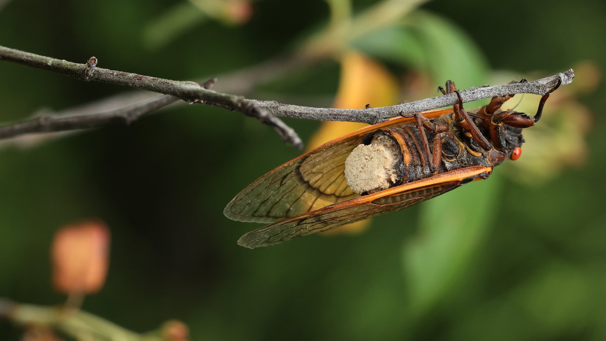 Seeing a white ball on cicadas? It could be a fungus that turns them ...