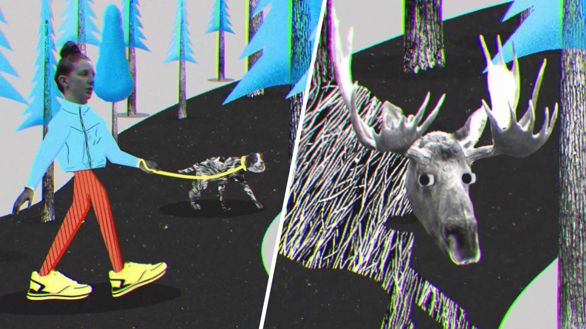 Olympian Lydia Jacoby’s scary moose encounter in Alaska – NBC Chicago