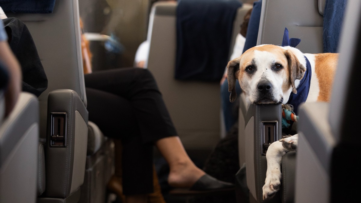Bark Air: New airline for dogs debuts in Chicago – NBC Chicago