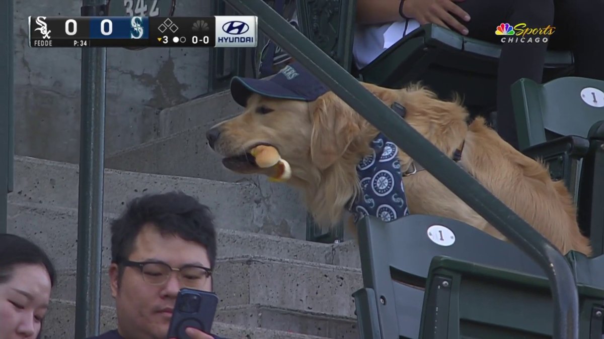 Hot dog-eating golden retriever goes viral in White Sox-Mariners – NBC ...