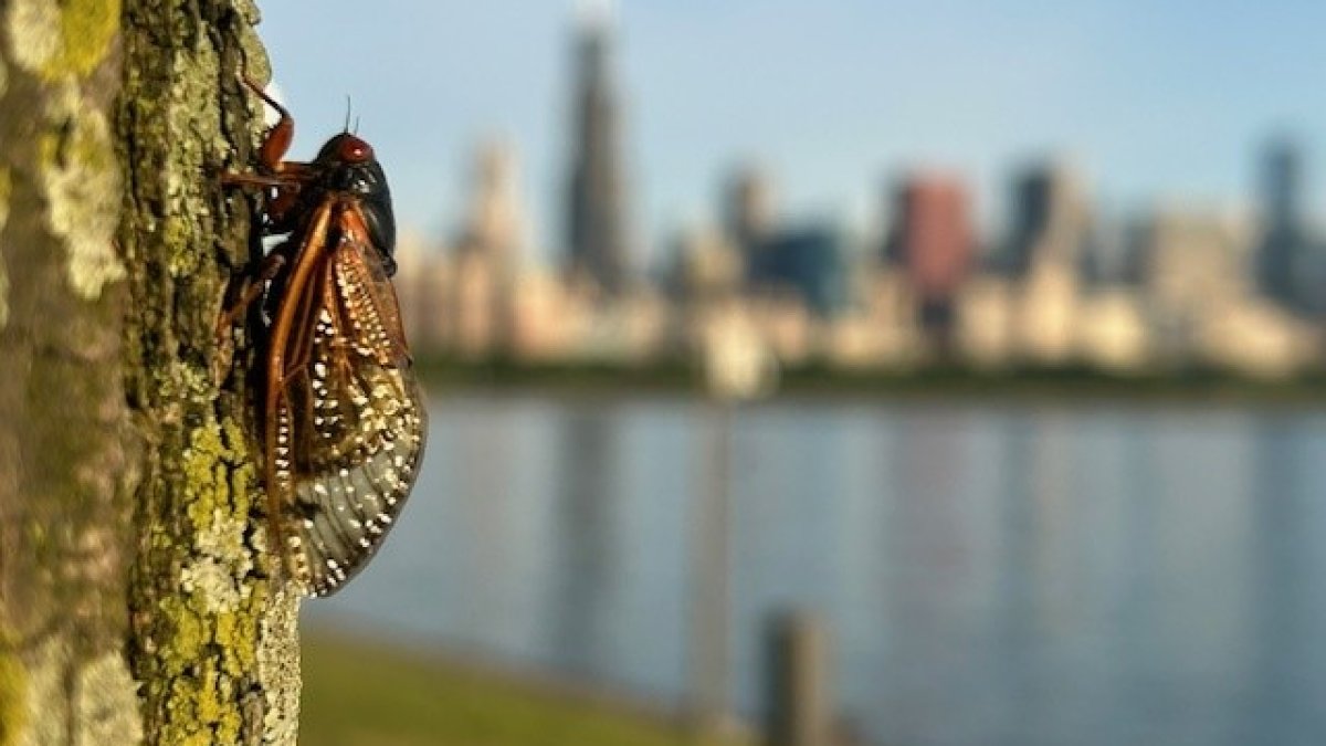 Illinois’ 2024 cicada emergence isn’t over yet. Here’s what happens ...