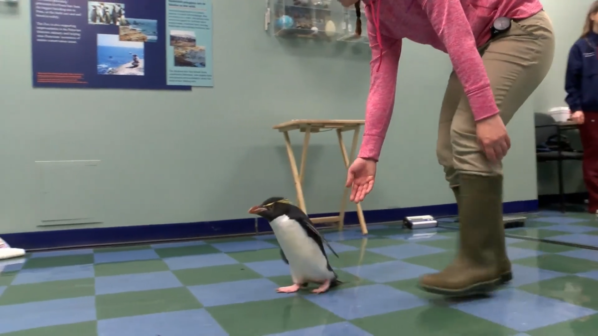 Watch: St. Louis Zoo penguins visit eye doctor in adorable video – NBC ...