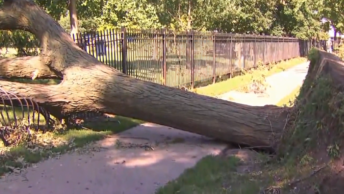 Chicago’s Forestry Bureau slammed with service calls after severe ...