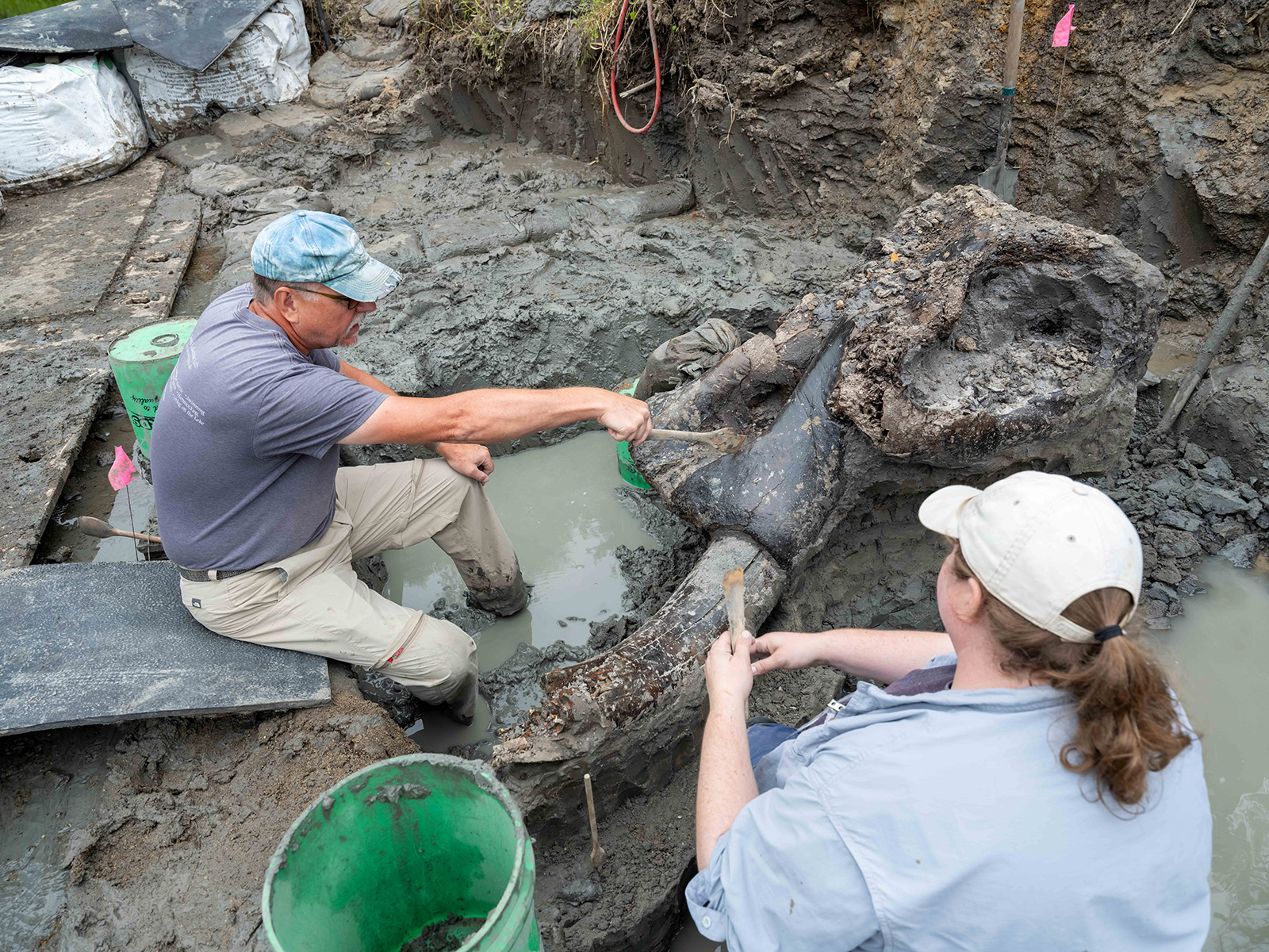 13,600-year-old mastodon skull unearthed in Iowa – NBC Chicago