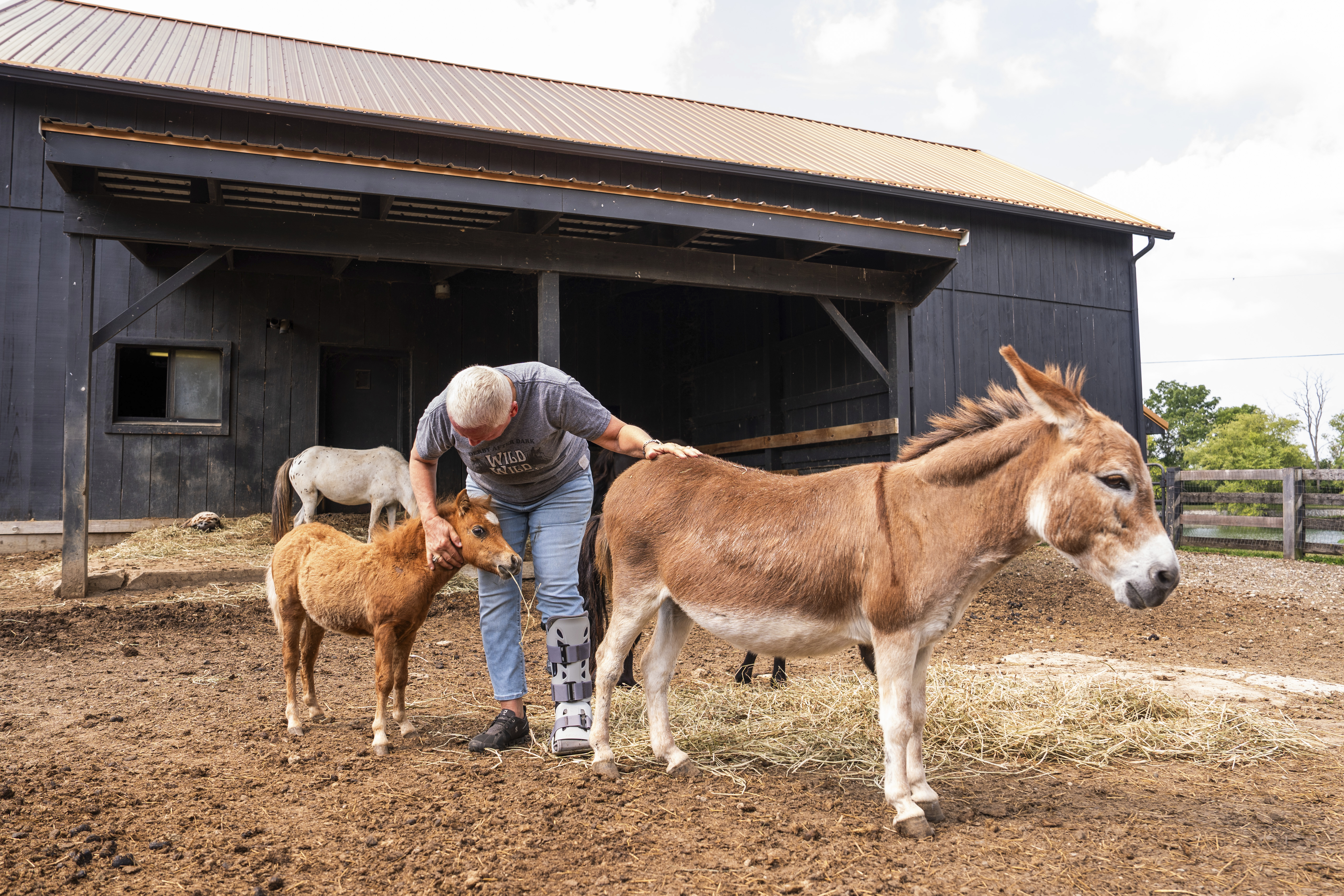 Mini goats for sale: Farm animals as pets is growing trend in US – NBC ...