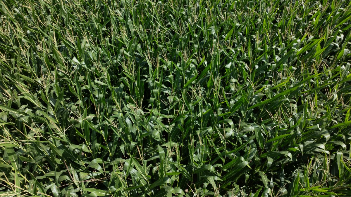 ‘Corn sweat’: What it is and why it will impact Illinois this week ...