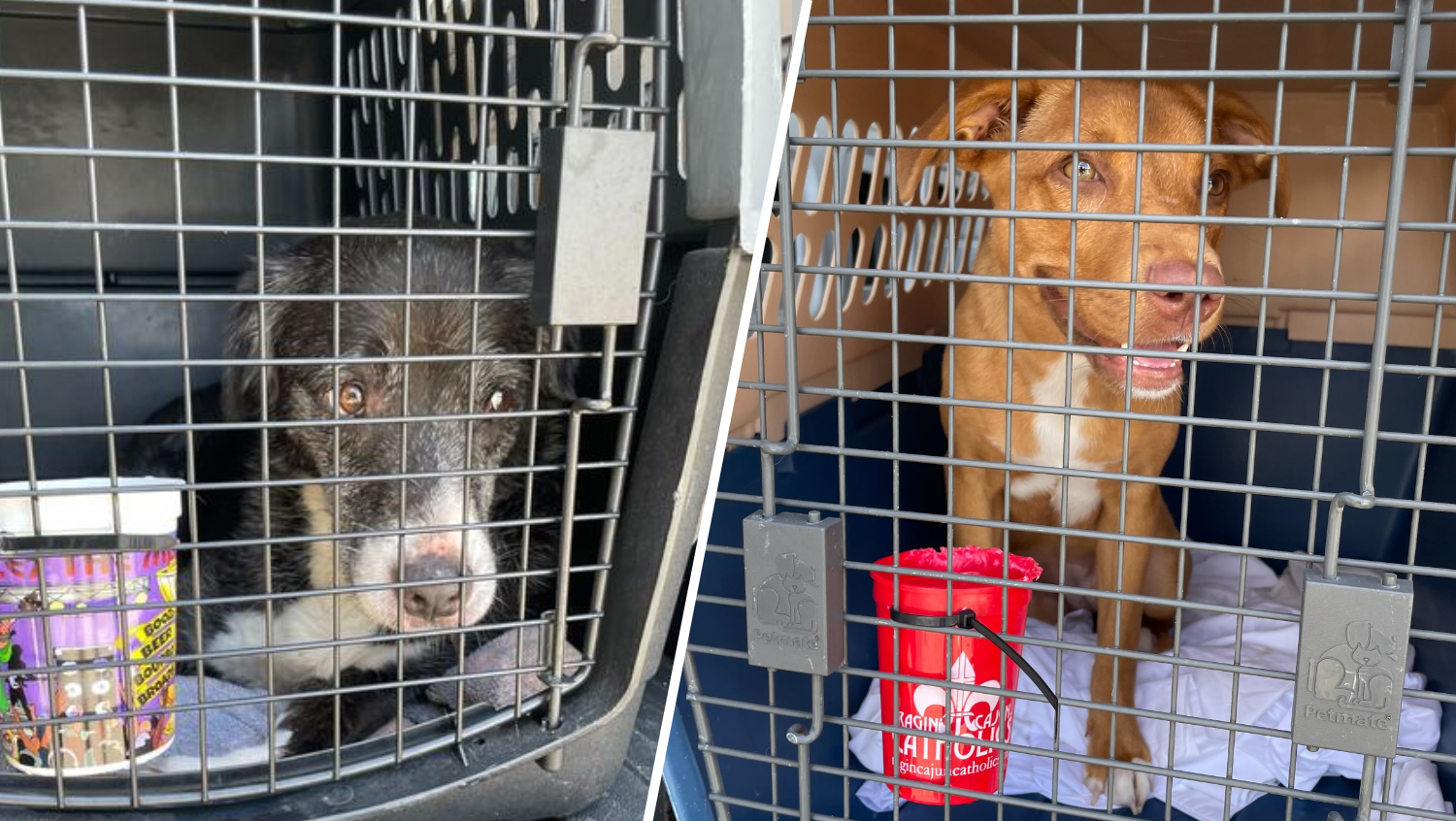 Life-saving airlift rescues over 100 dogs, cats from overcrowded ...