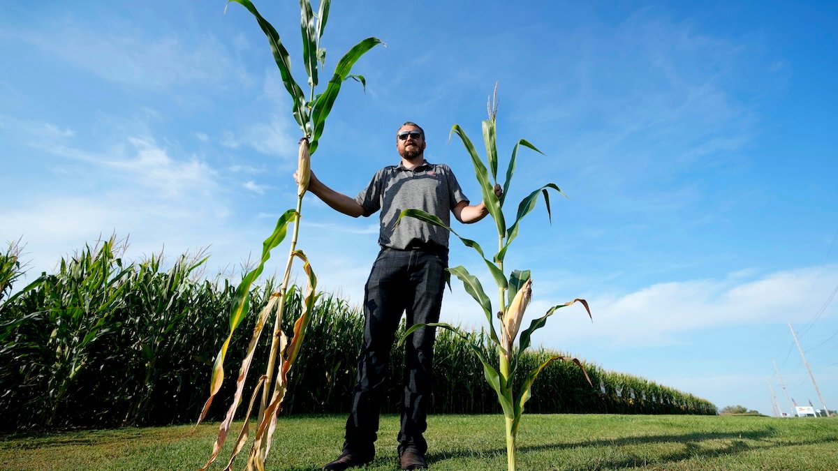 ‘Short corn’ could replace towering cornfields – NBC Chicago