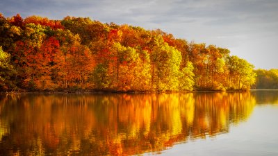 When will leaves change color? A map of fall foliage in Illinois – NBC ...