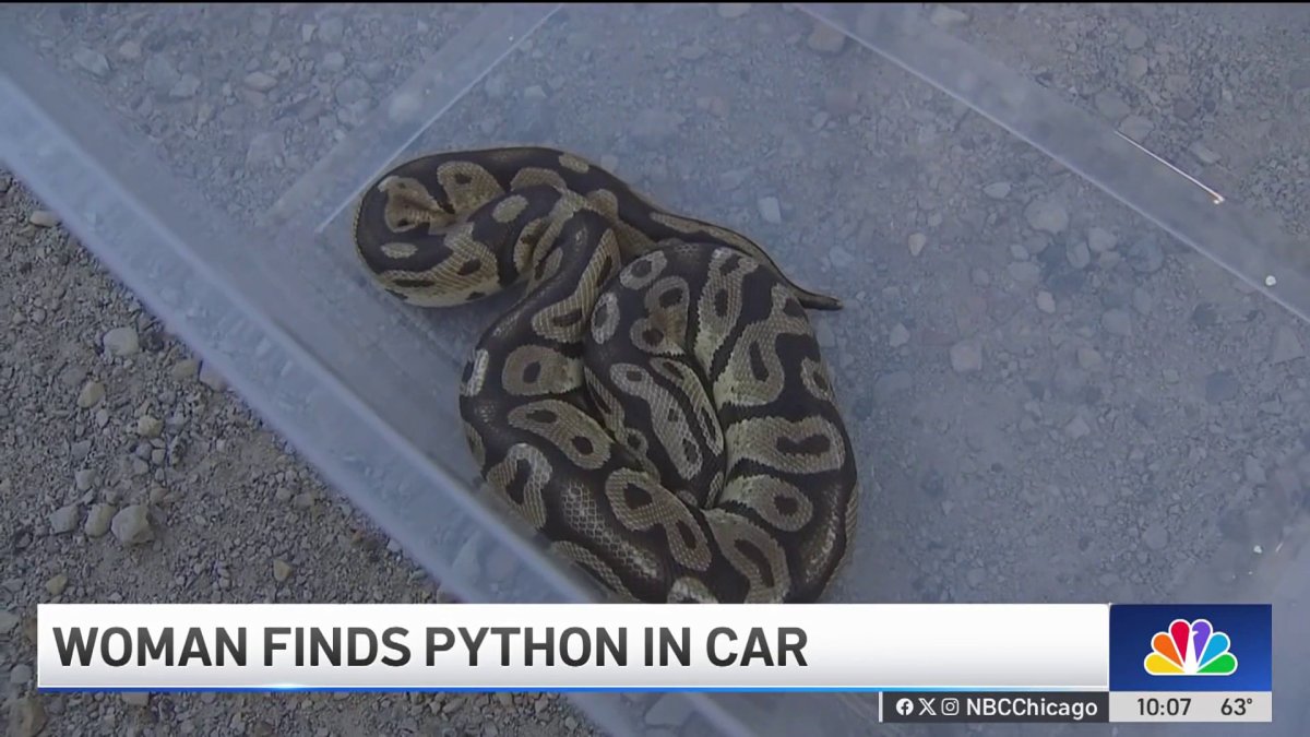 Python found deep inside Geneva woman’s car – NBC Chicago