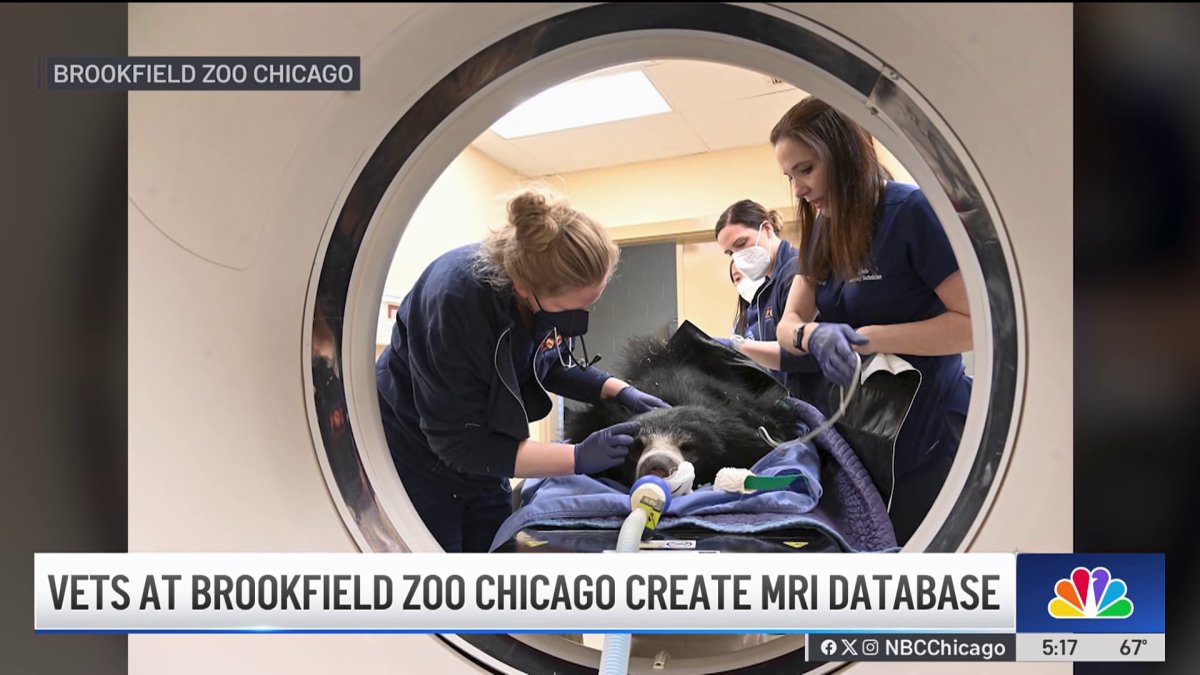 Brookfield Zoo Chicago vets create MRI database – NBC Chicago