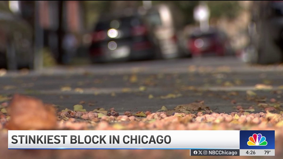 Ginkgo trees stink up Chicago’s South Shore – NBC Chicago