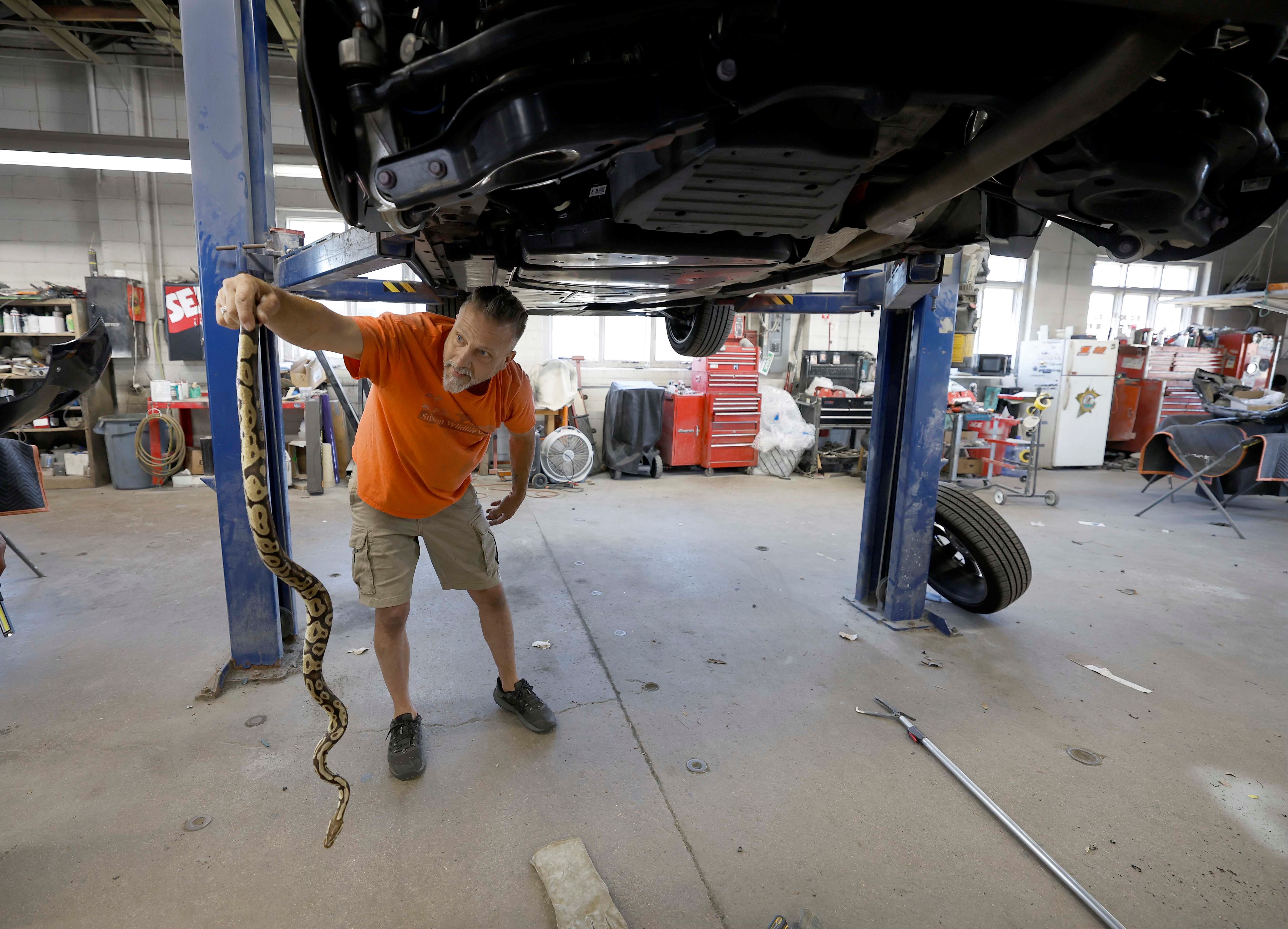 Python found inside Geneva woman’s car – NBC Chicago