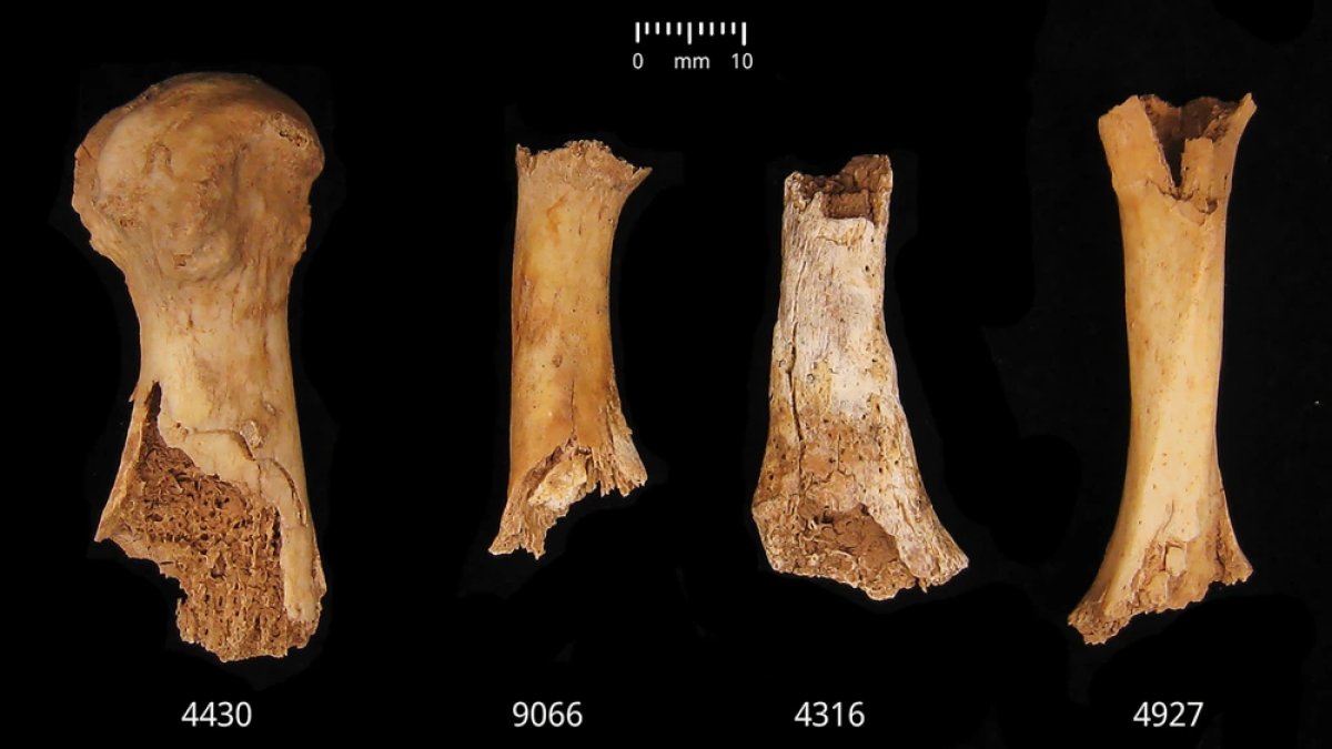 Bronze age Britons were cannibalized after brutal attack – NBC Chicago