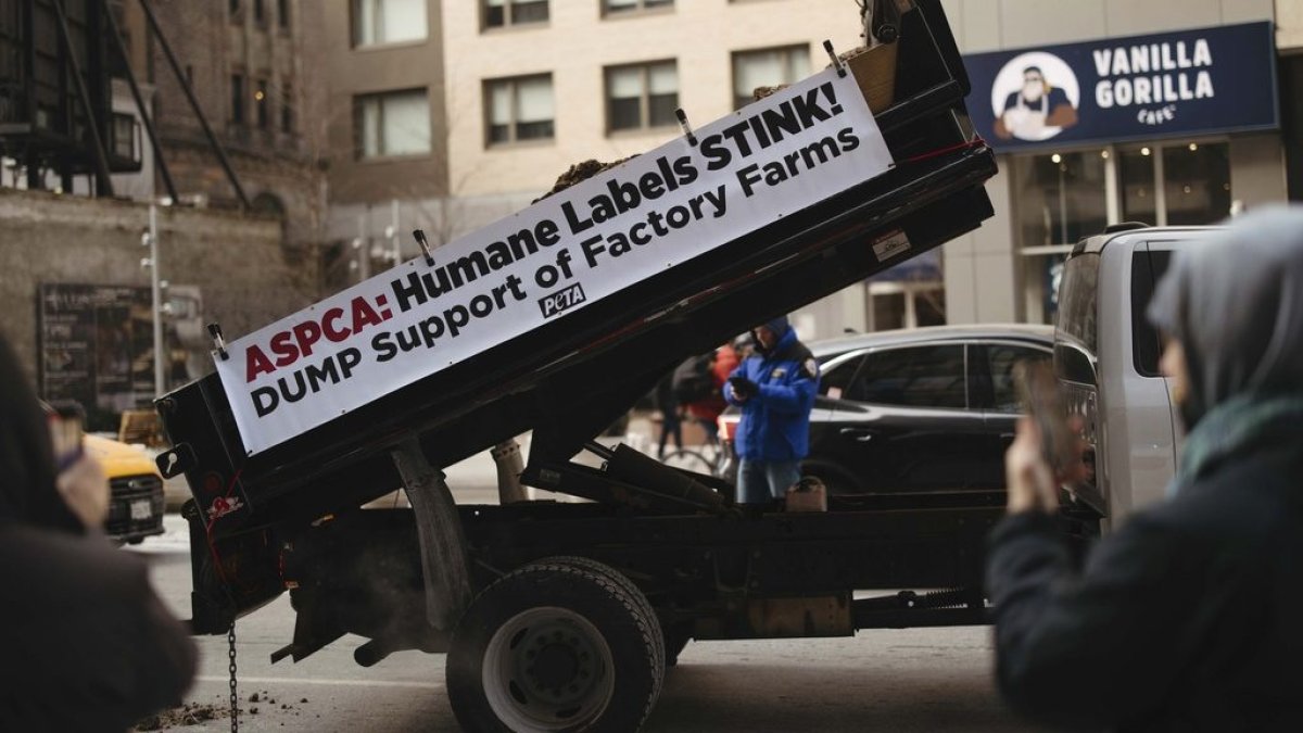 PETA poop stunt: Activists arrested dumping manure in NYC – NBC Chicago