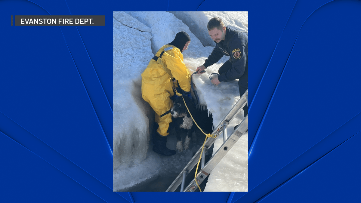 Evanston dog beach closed after firefighters rescue 2 dogs from ice ...