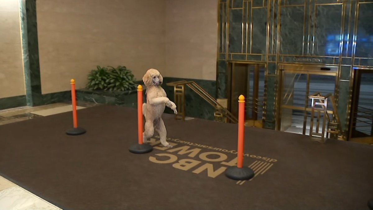 WATCH: Viral dog Pappy the Poodle walks across NBC Chicago on hind legs ...
