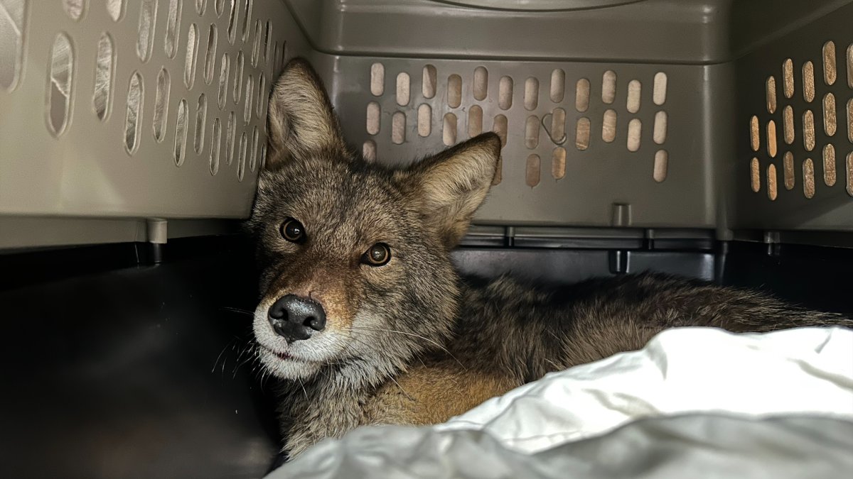 What happened to the coyote found at Chicago Aldi store? – NBC Chicago