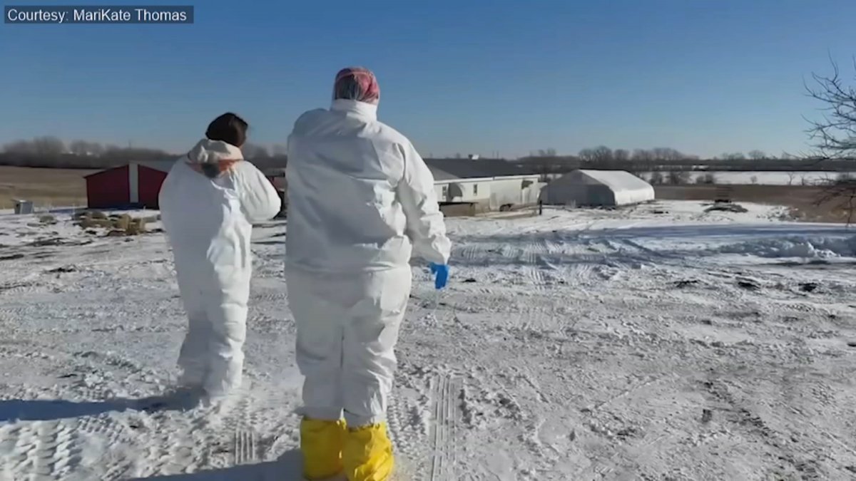 Bird flu decimates flock at suburban farm, leaving owners in shock ...
