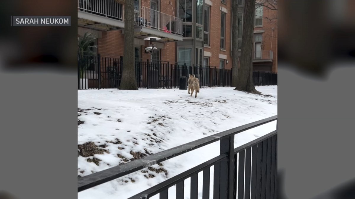 Coyote spotted in Chicago’s Streeterville neighborhood – NBC Chicago