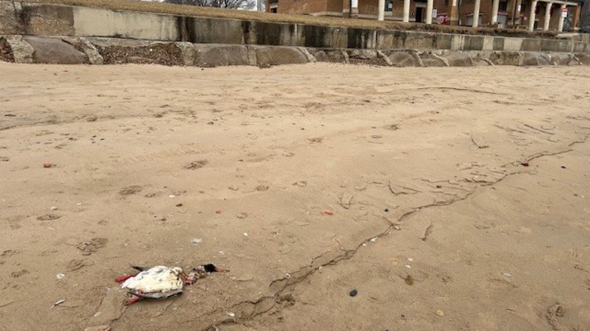 Don’t touch dead birds in Chicago, officials warn – NBC Chicago