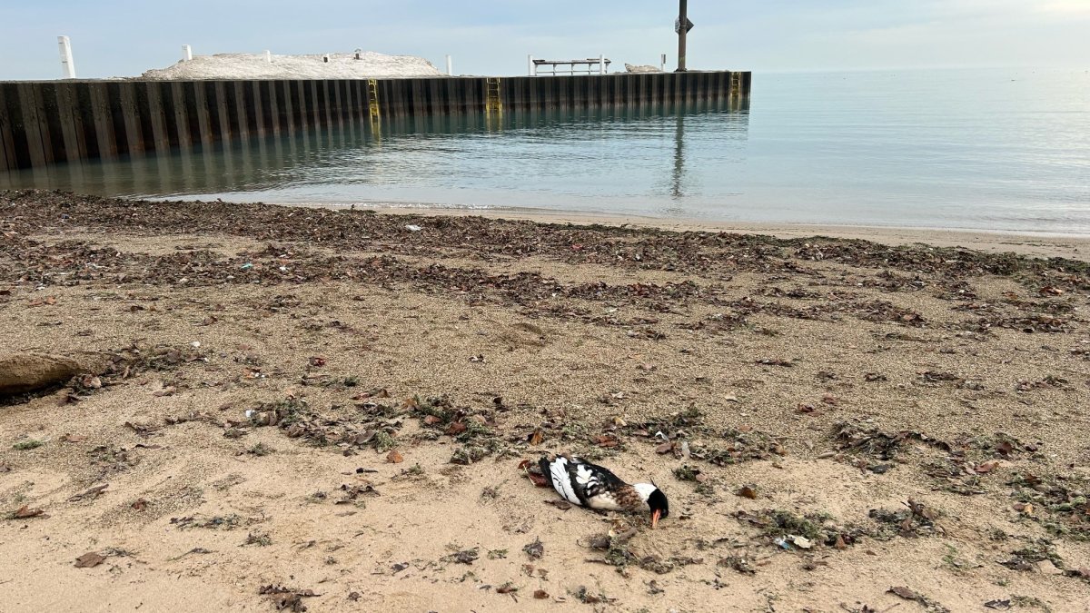 Several hundred ducks found dead along Lake Michigan – NBC Chicago