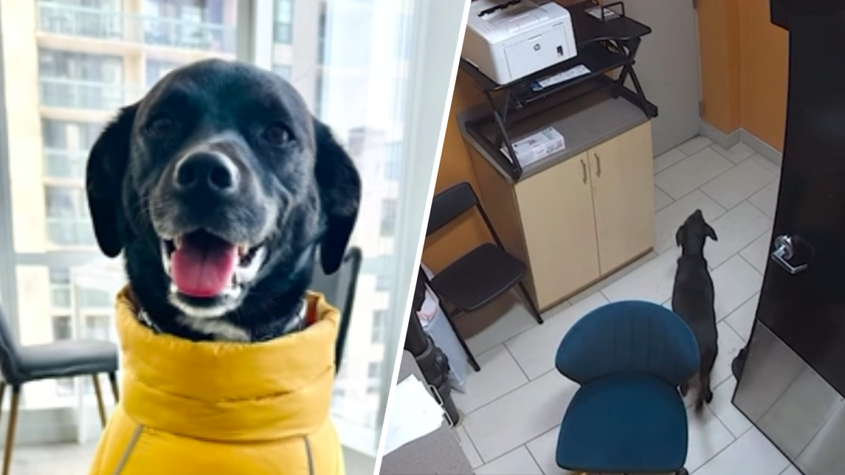 Video shows dog ‘opening’ door in escape from Chicago pet hotel – NBC ...