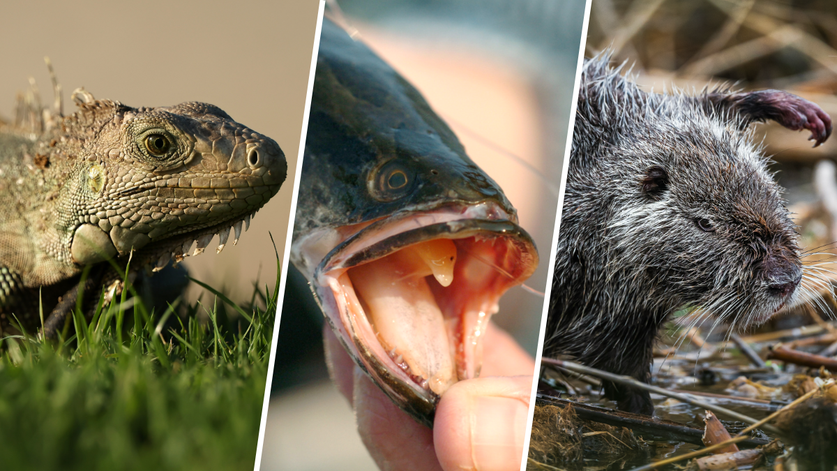 Nutria? These are invasive species you can catch and eat – NBC Chicago
