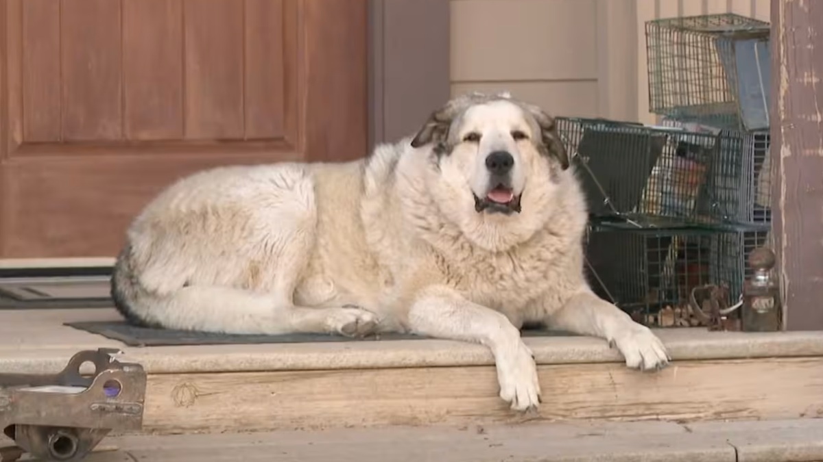 Rancher’s dog helped save toddler lost in Arizona wilderness – NBC Chicago