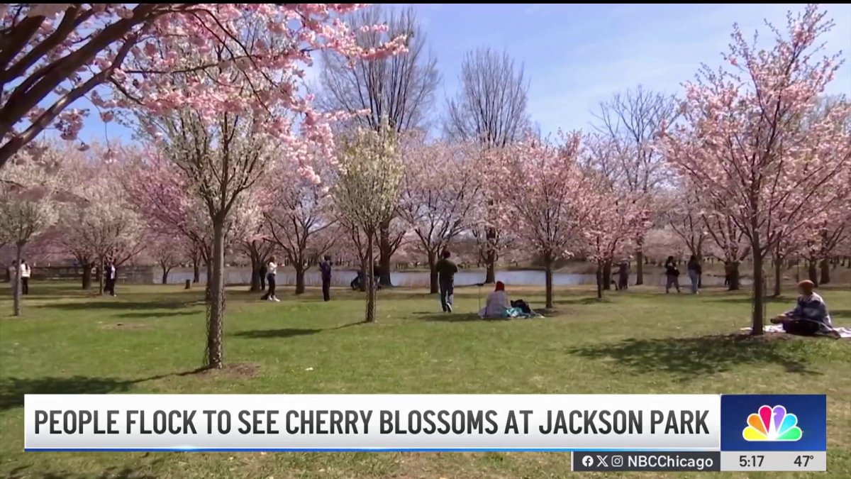 Cherry blossoms in bloom attract crowds at Jackson Park – NBC Chicago