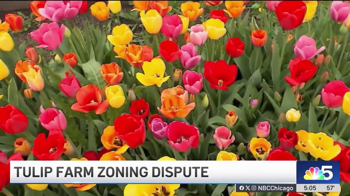 Couple aims to reopen tulip farm after zoning dispute – NBC Chicago