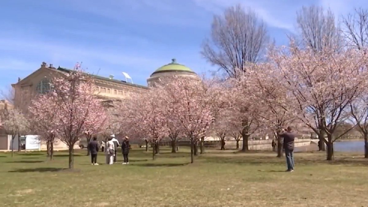 Jackson Park cherry blossoms bloom for first time in 2 years – NBC Chicago