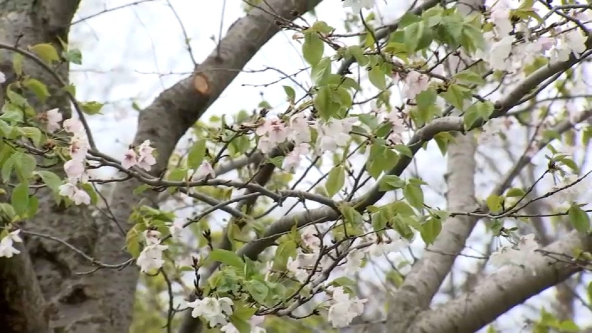 Chicago cherry blossoms update: Jackson Park trees blooming – NBC Chicago