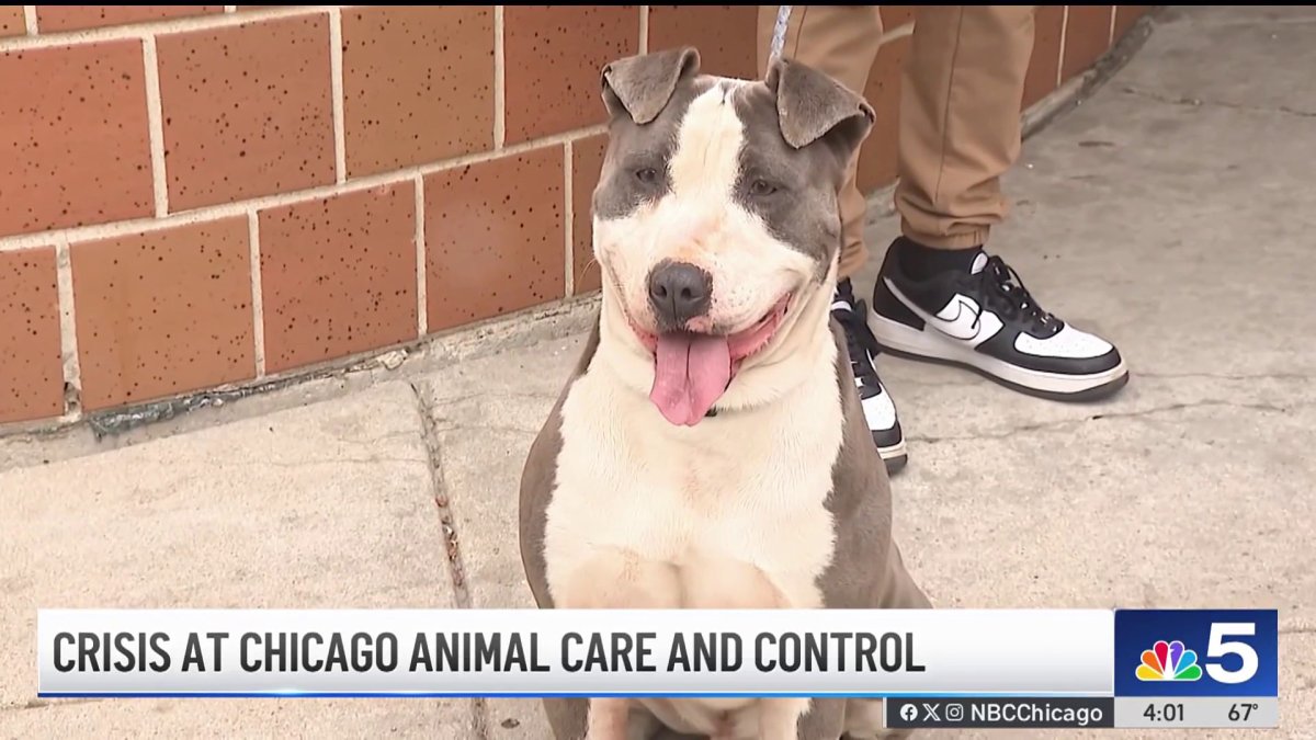 Chicago Animal Care and Control confronts surge in animals – NBC Chicago