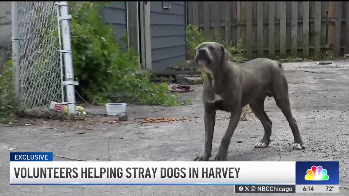 Volunteers step in to help stray dogs in Harvey – NBC Chicago