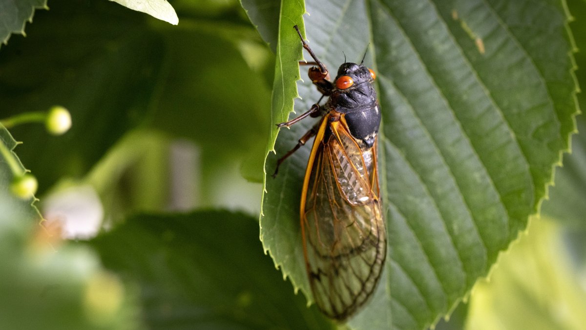‘Bourbon brood’ cicadas emerging in Kentucky after 17-year slumber ...