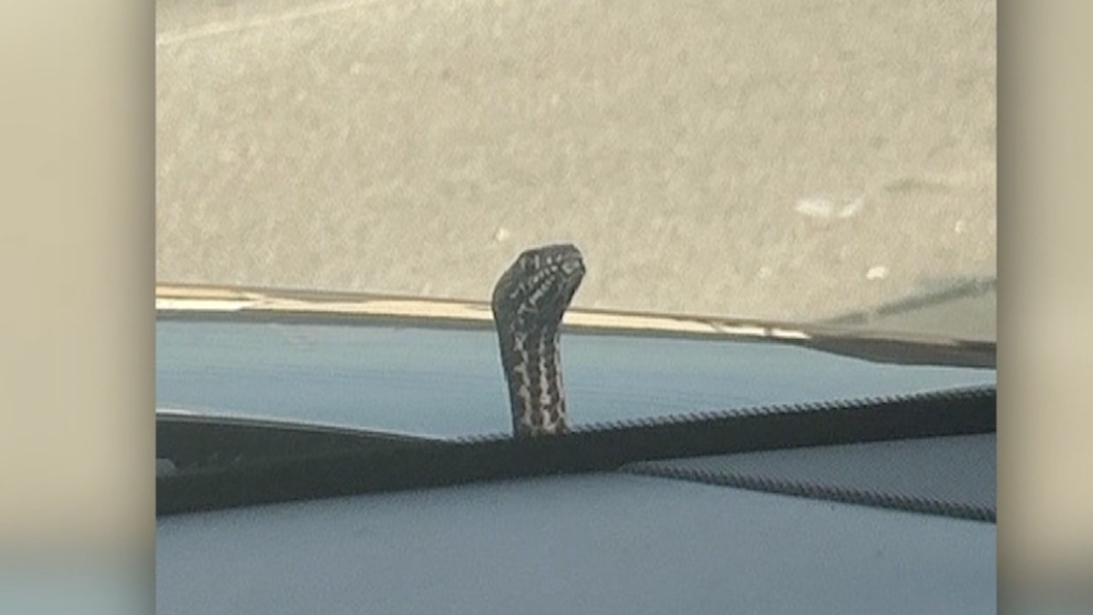 Missouri mom finds snake using car hood as ‘hidey-hole’ – NBC Chicago