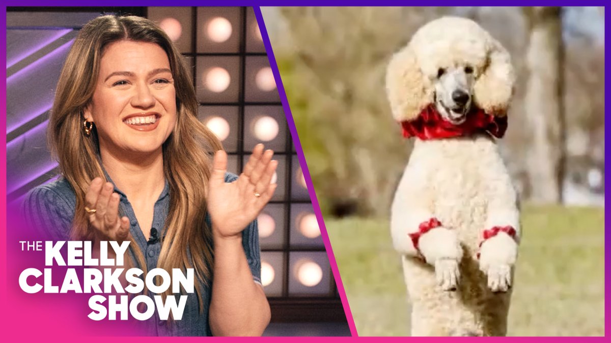 Kelly Clarkson loves viral Chicago poodle Pappy who walks on two legs ...
