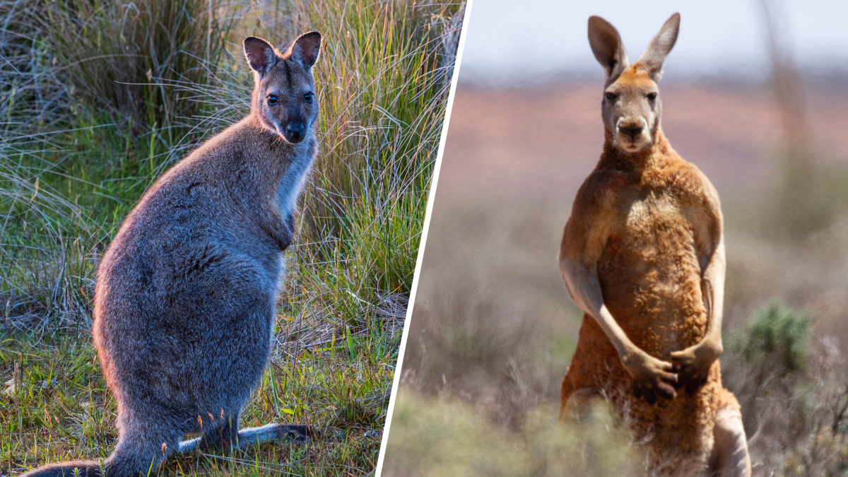 Man found dead in a wallaby and kangaroo enclosure in South Carolina ...