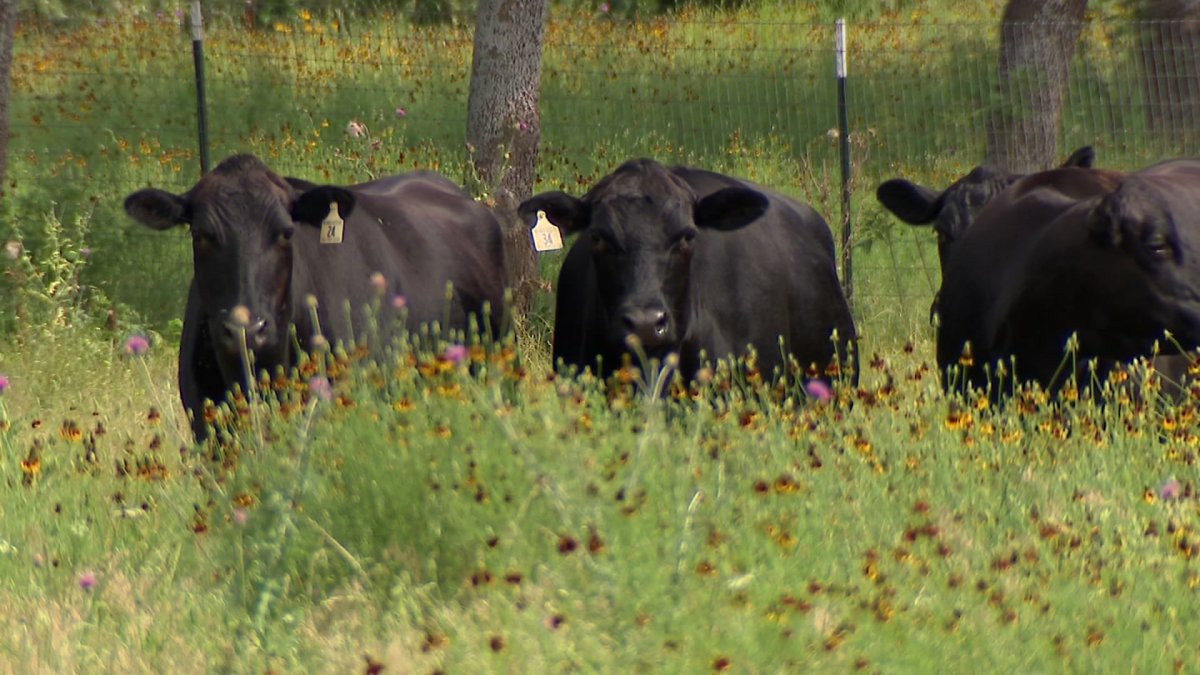 Killer parasite poses threat to Texas cattle industry – NBC Chicago