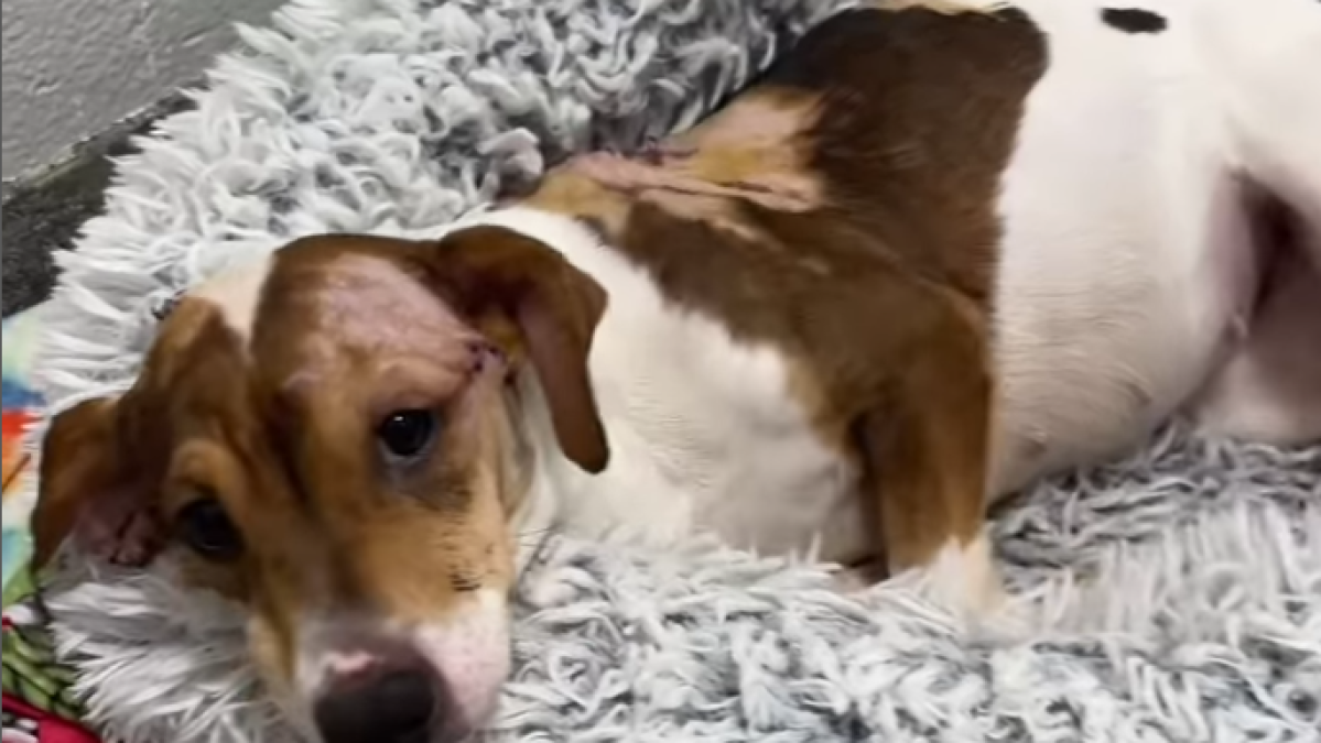 Chicago dog stabbed 14 times goes viral after miraculous recovery – NBC ...