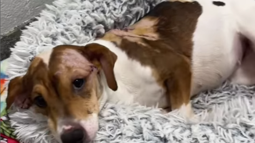 Chicago dog stabbed 14 times goes viral after miraculous recovery – NBC ...