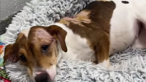 Chicago dog stabbed 14 times goes viral after miraculous recovery – NBC ...