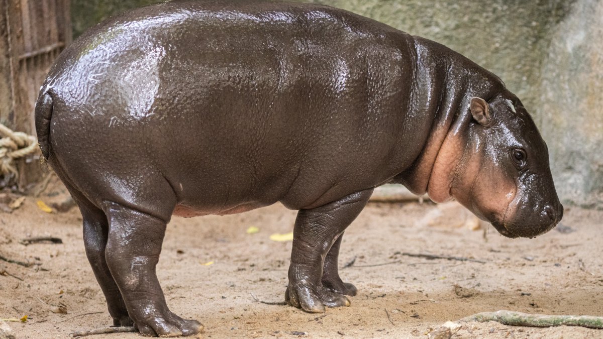 Baby hippo Moo Deng turns 1 with celebration at Thailand zoo – NBC Chicago