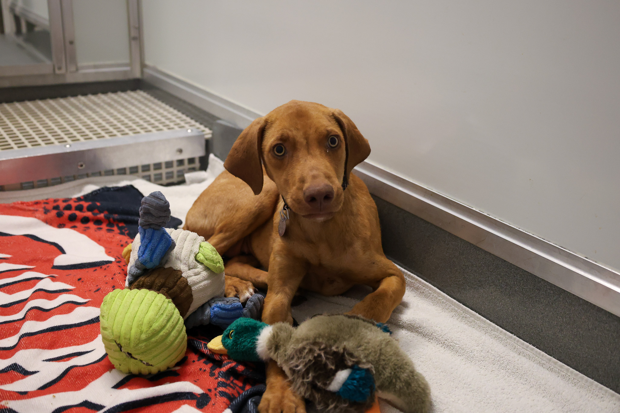PAWS Chicago welcomes dozens of puppies, dogs from Texas floods – NBC ...