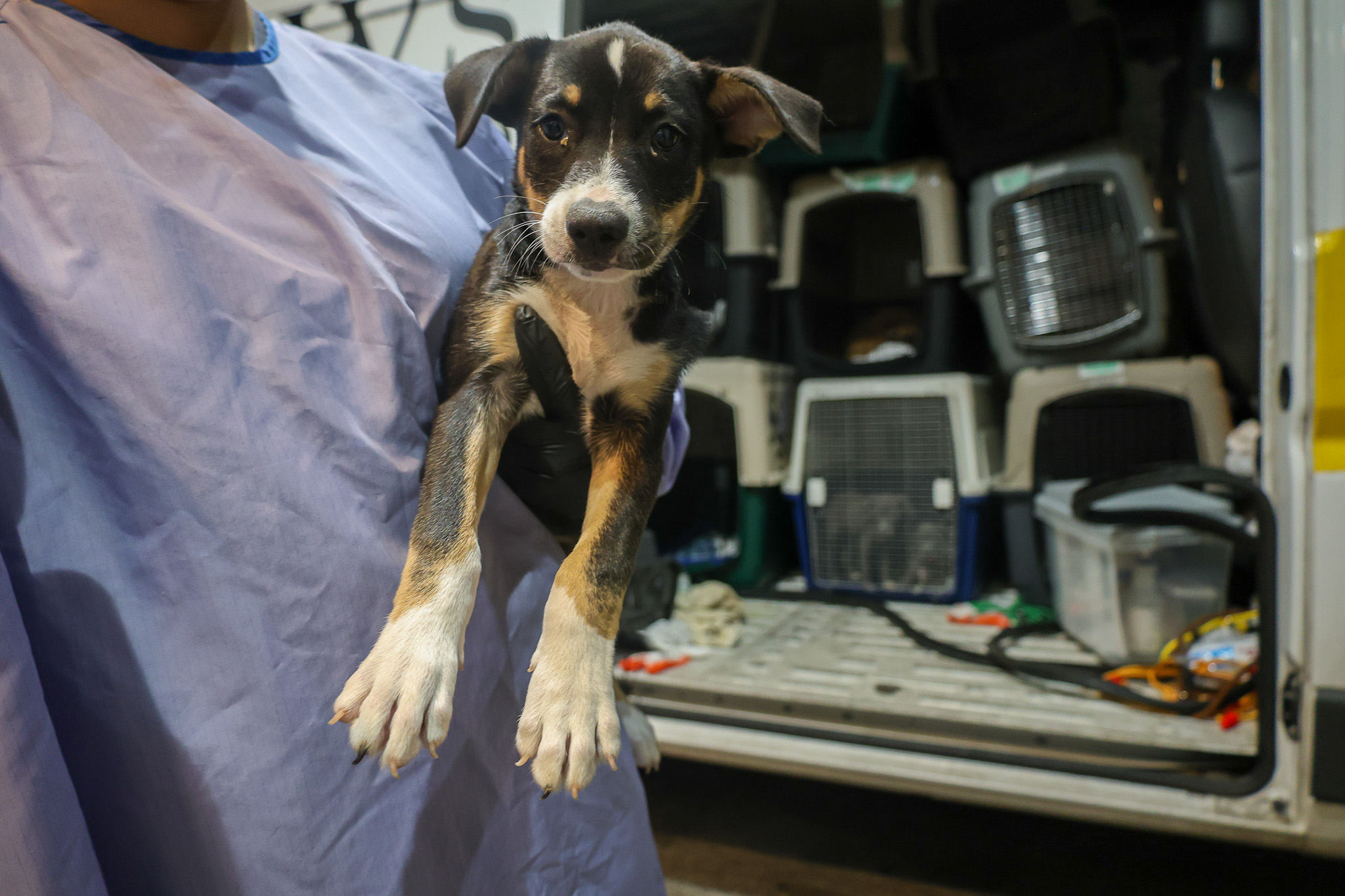 PAWS Chicago welcomes dozens of puppies, dogs from Texas floods – NBC ...